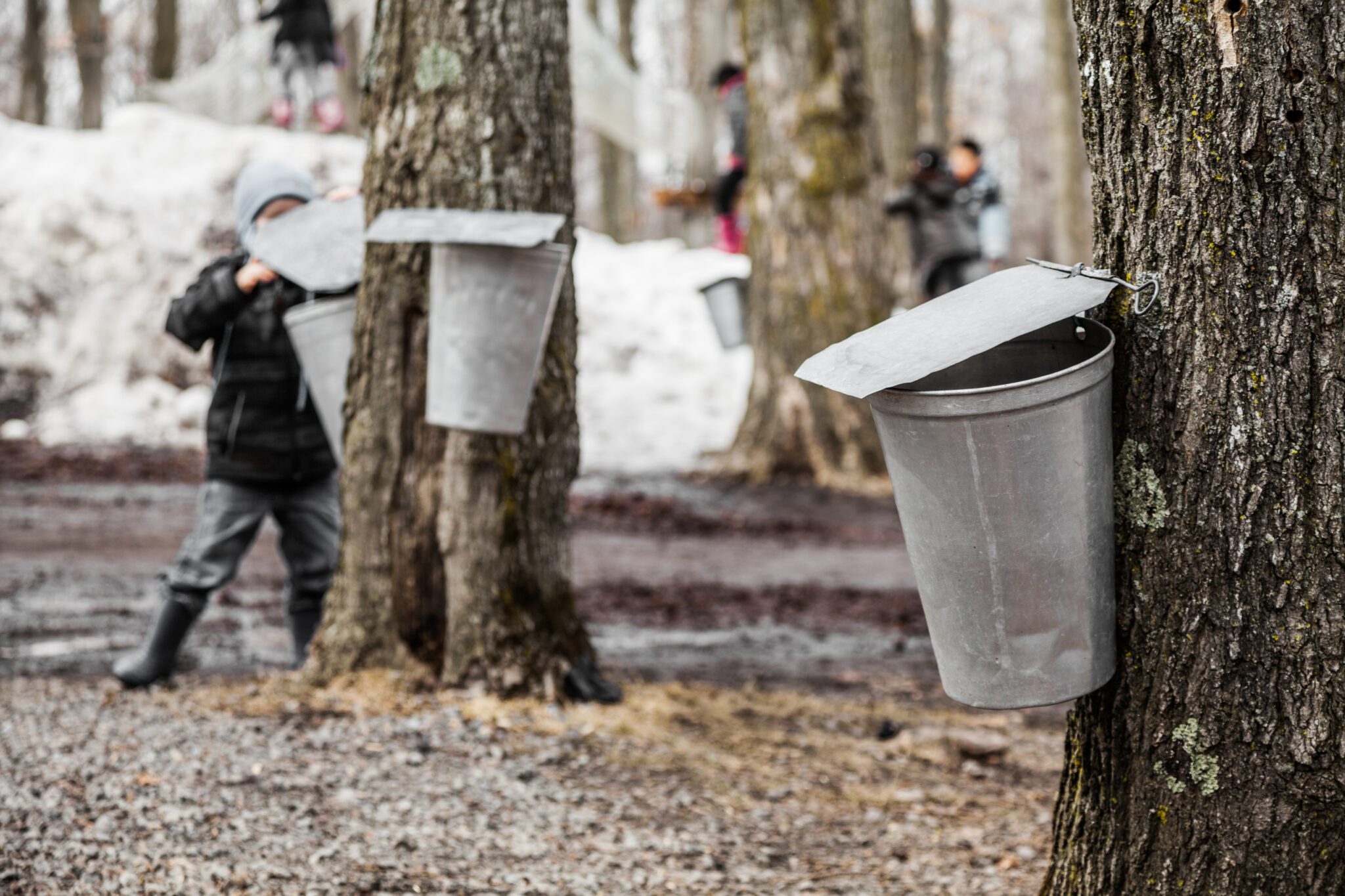 Northeast Ohio Maple Syrup Season